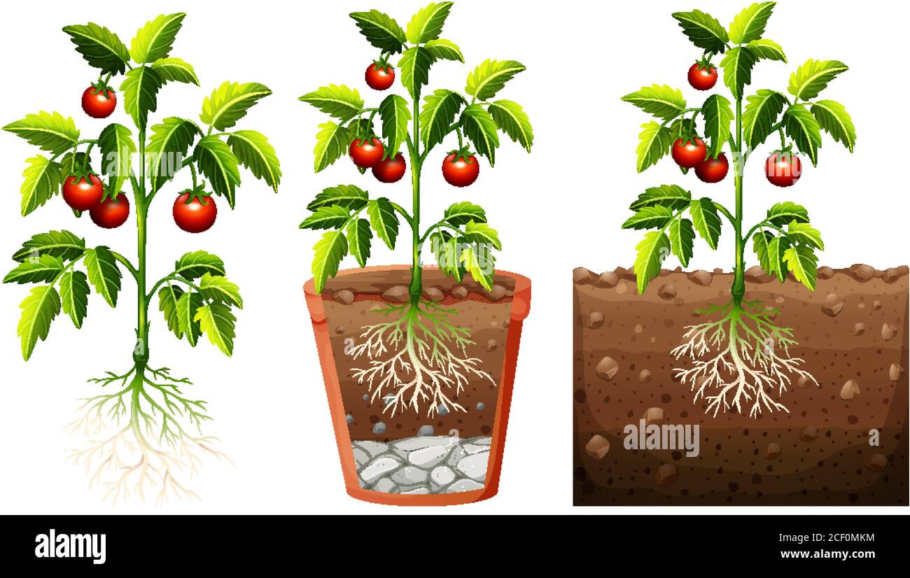 Set of tomatoes plant with roots isolated on white background ...