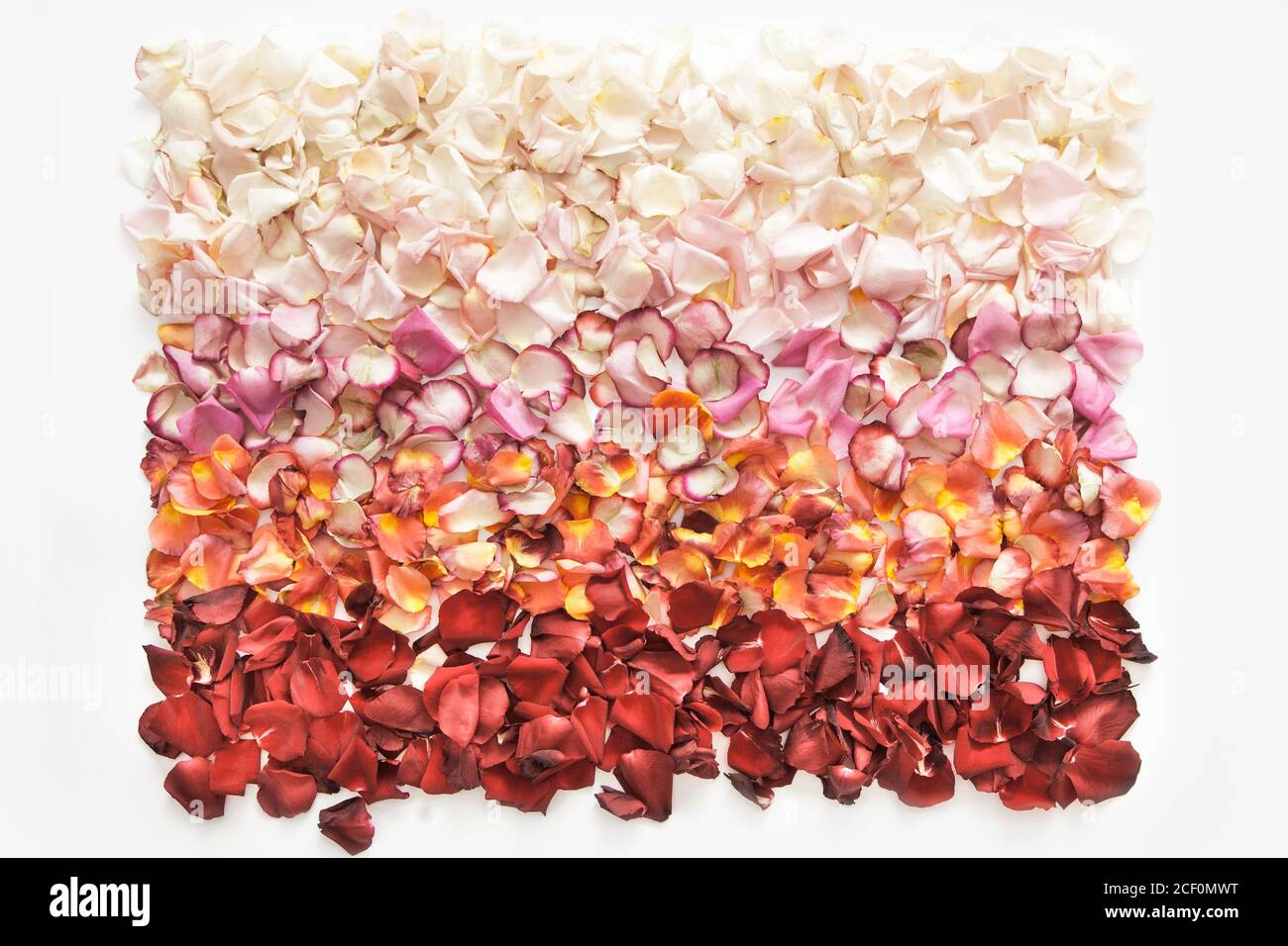 Fresh roses petals in gradient of red, orange, pink and white colors on ...