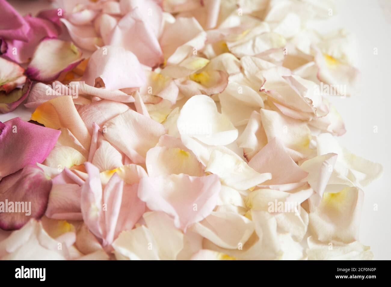 Fresh roses petals in gradient of pink and white colors on white ...