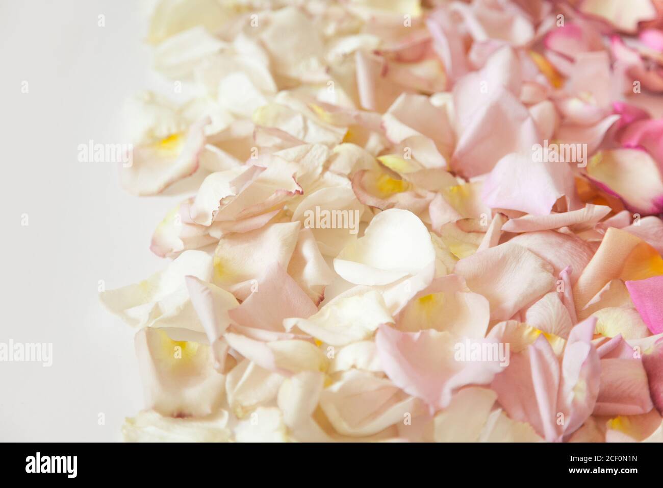 Fresh roses petals in gradient of pink and white colors on white ...