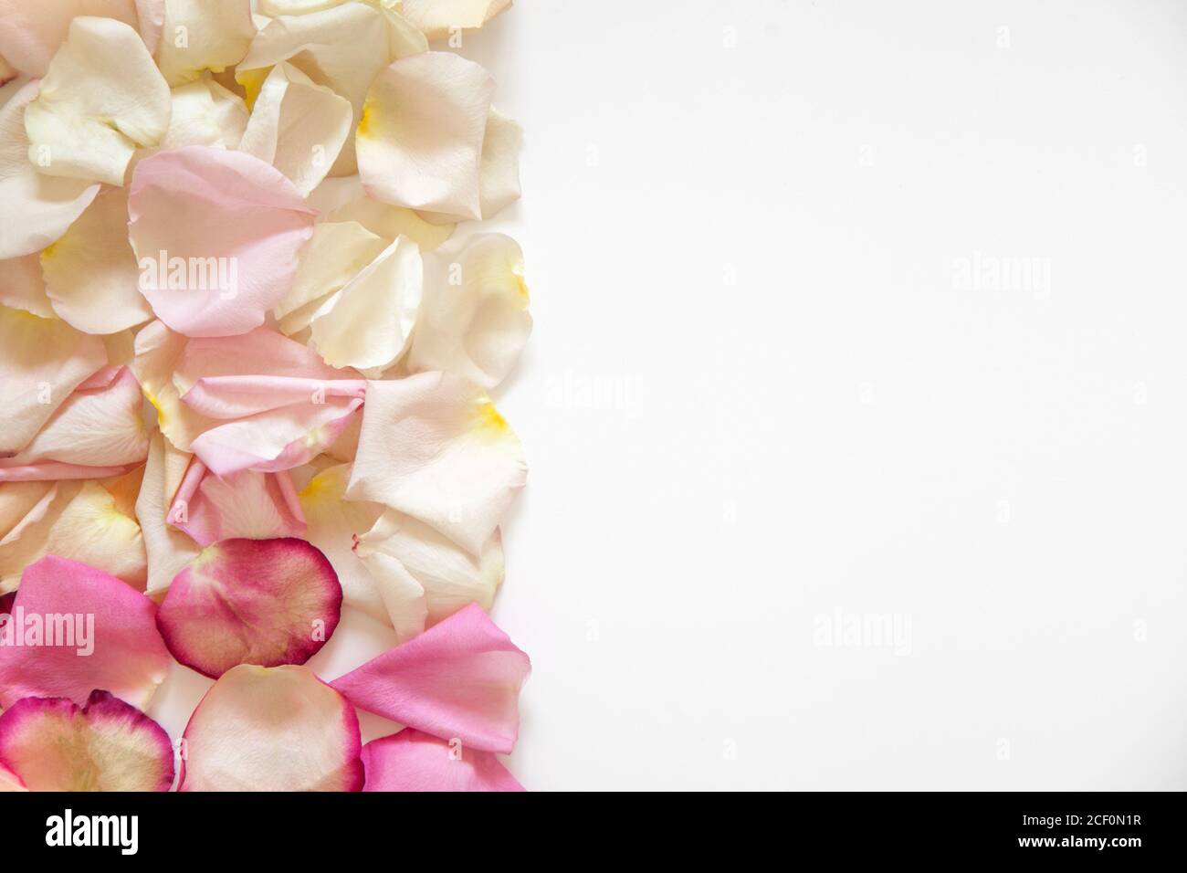 Fresh roses petals in gradient of pink and white colors on white ...