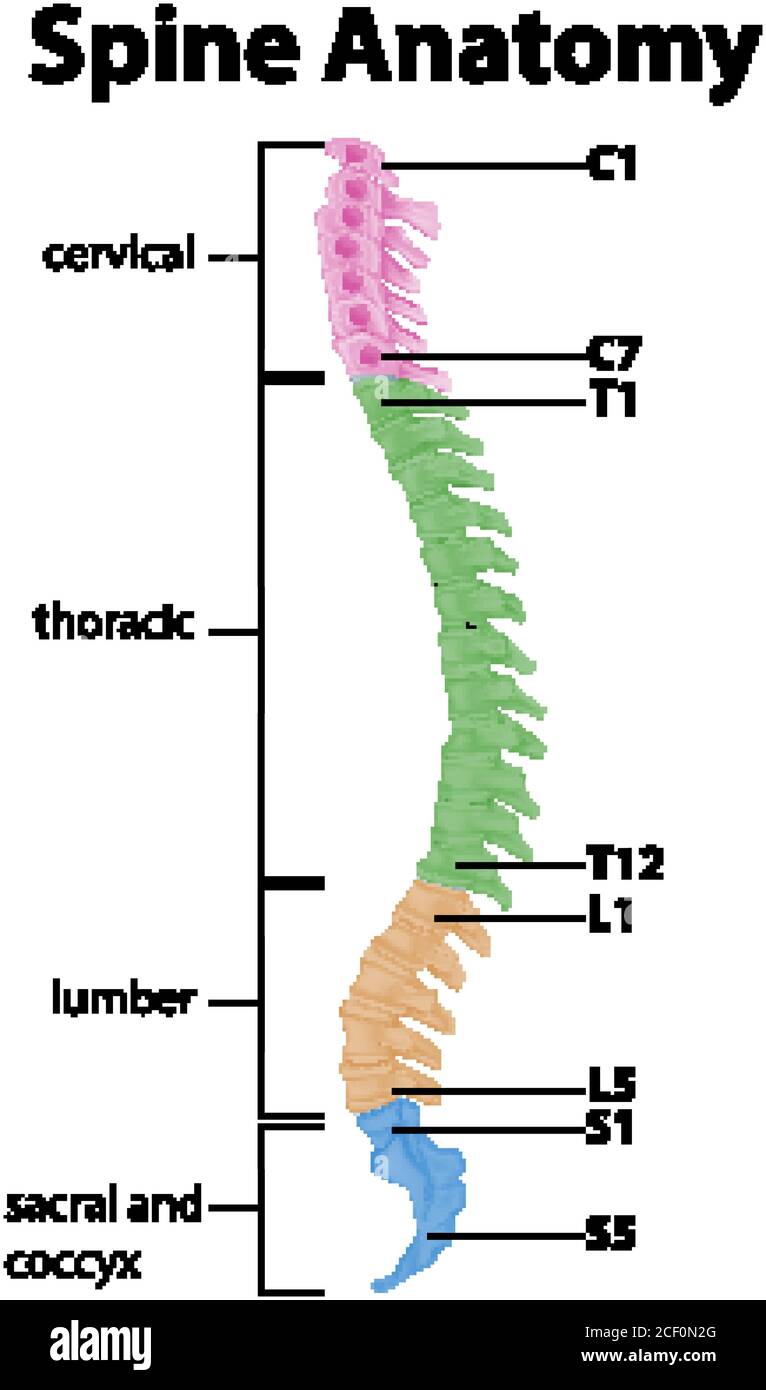 Anatomy of the spine or spinal curves infographic illustration Stock ...