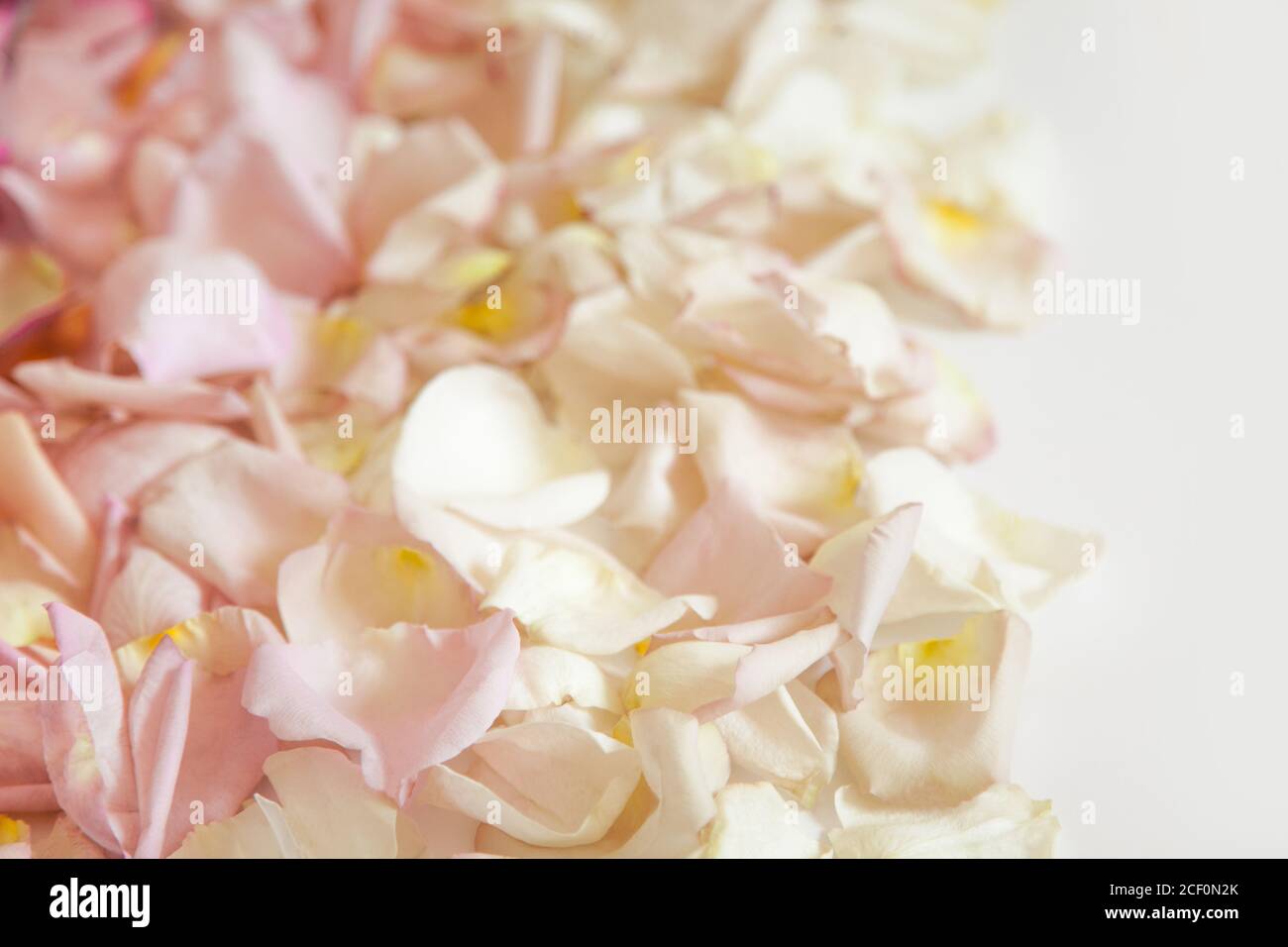 Fresh roses petals in gradient of pink and white colors on white ...