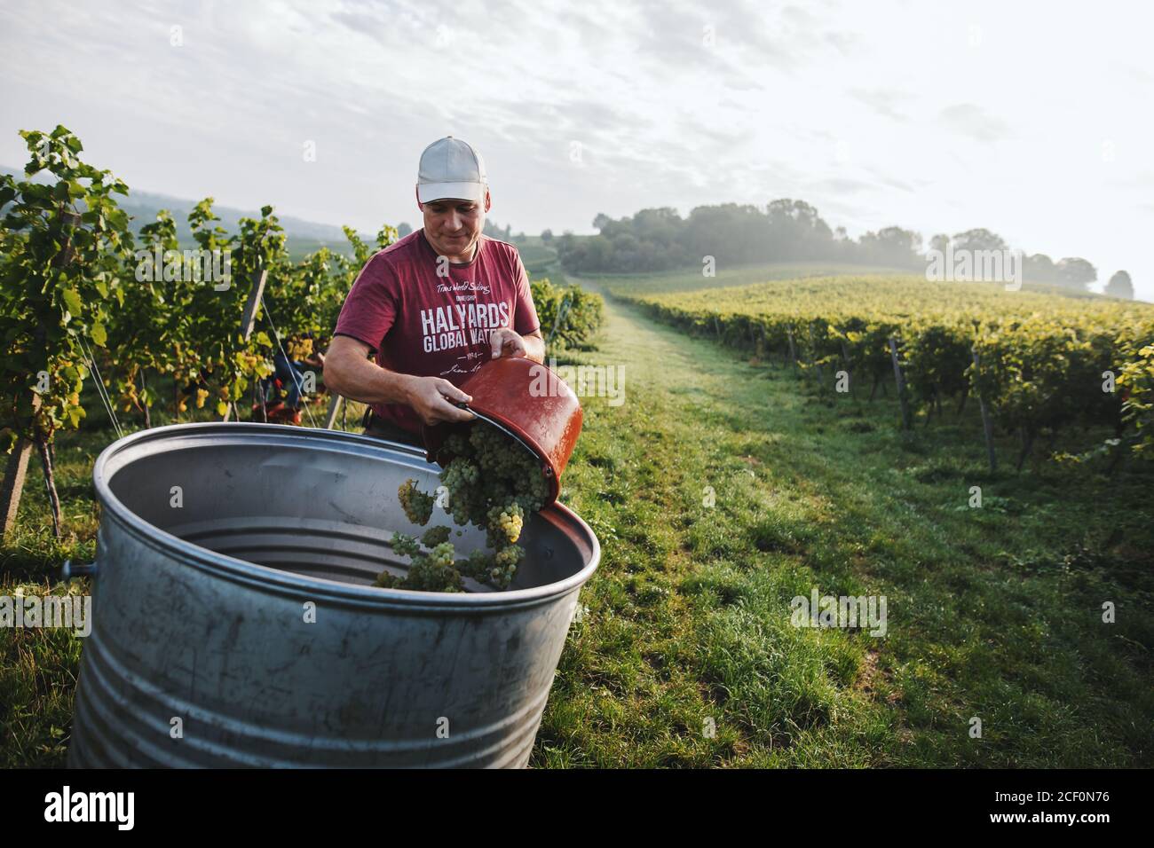 Grapes in a tub hi-res stock photography and images - Alamy