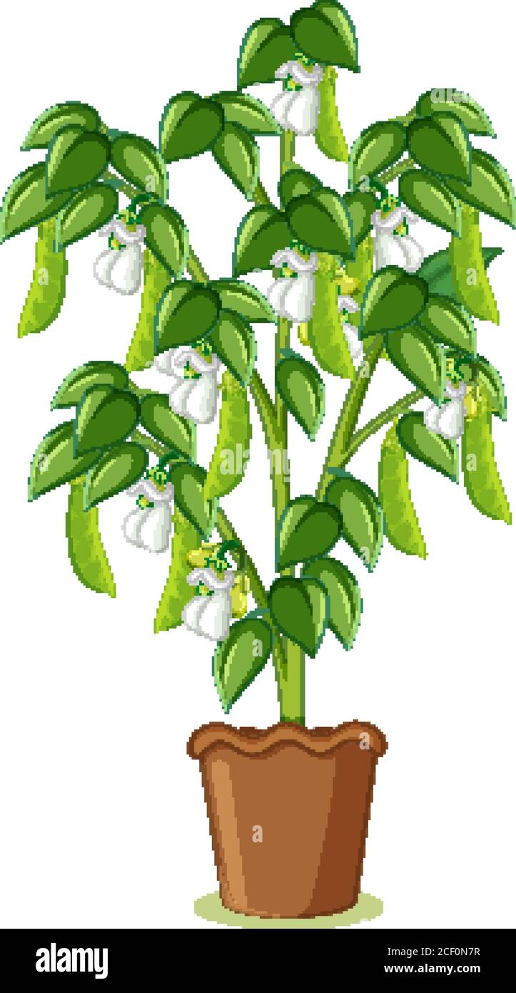 Green pea tree or pea plant in a pot in cartoon style isolated ...
