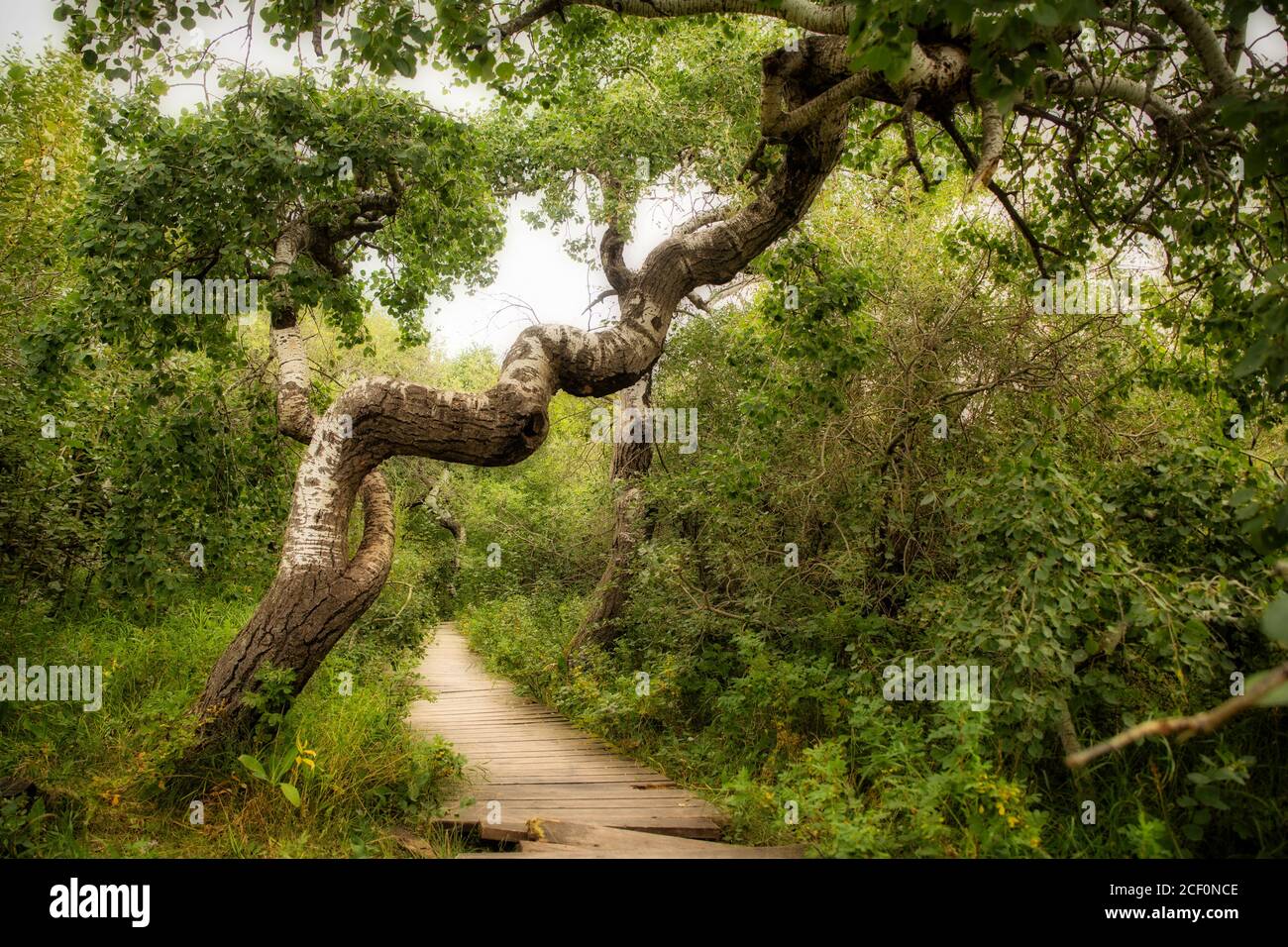 Bending and twisting trees at the Crooked Trees tourism site in a sunny ...
