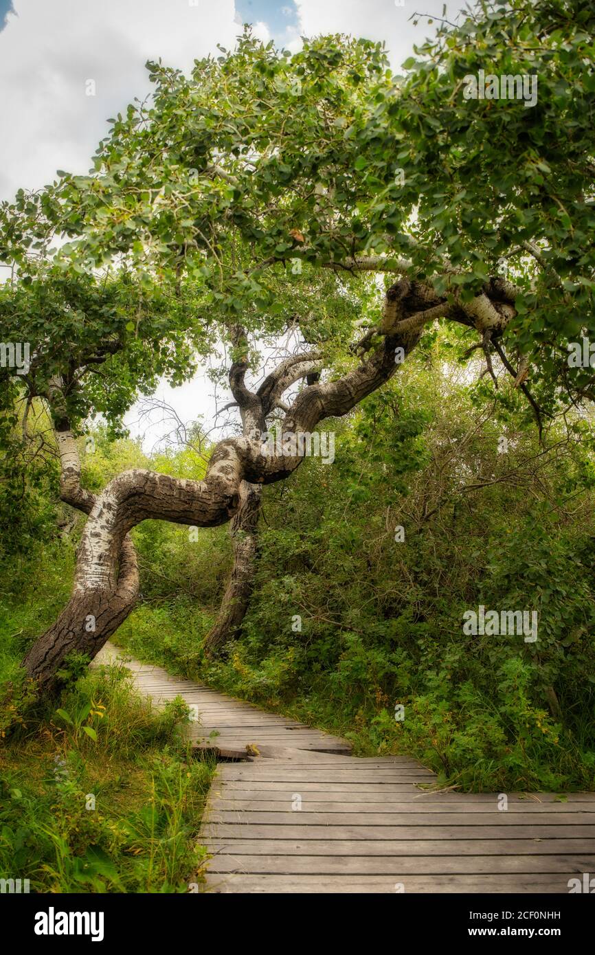 Twisted trees saskatchewan hi-res stock photography and images - Alamy