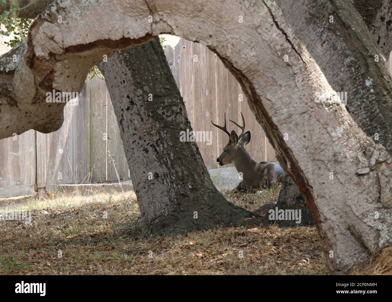 Beautiful buck deer lying on the ground framed by cypress trees ...