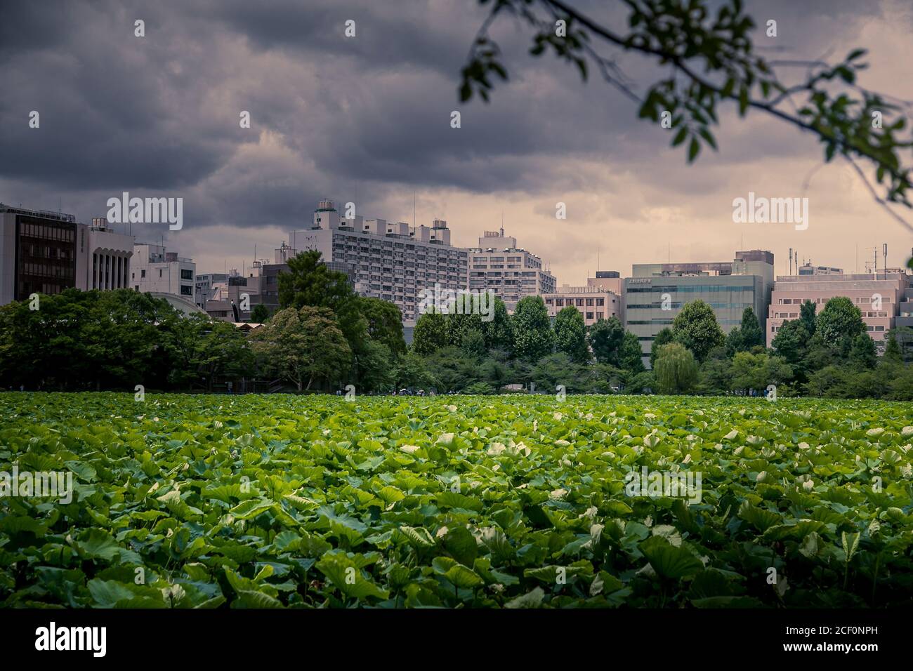 Tokyo park rain hi-res stock photography and images - Alamy