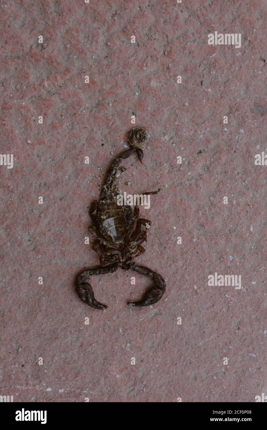 A dead scorpion on a street in the view Stock Photo - Alamy