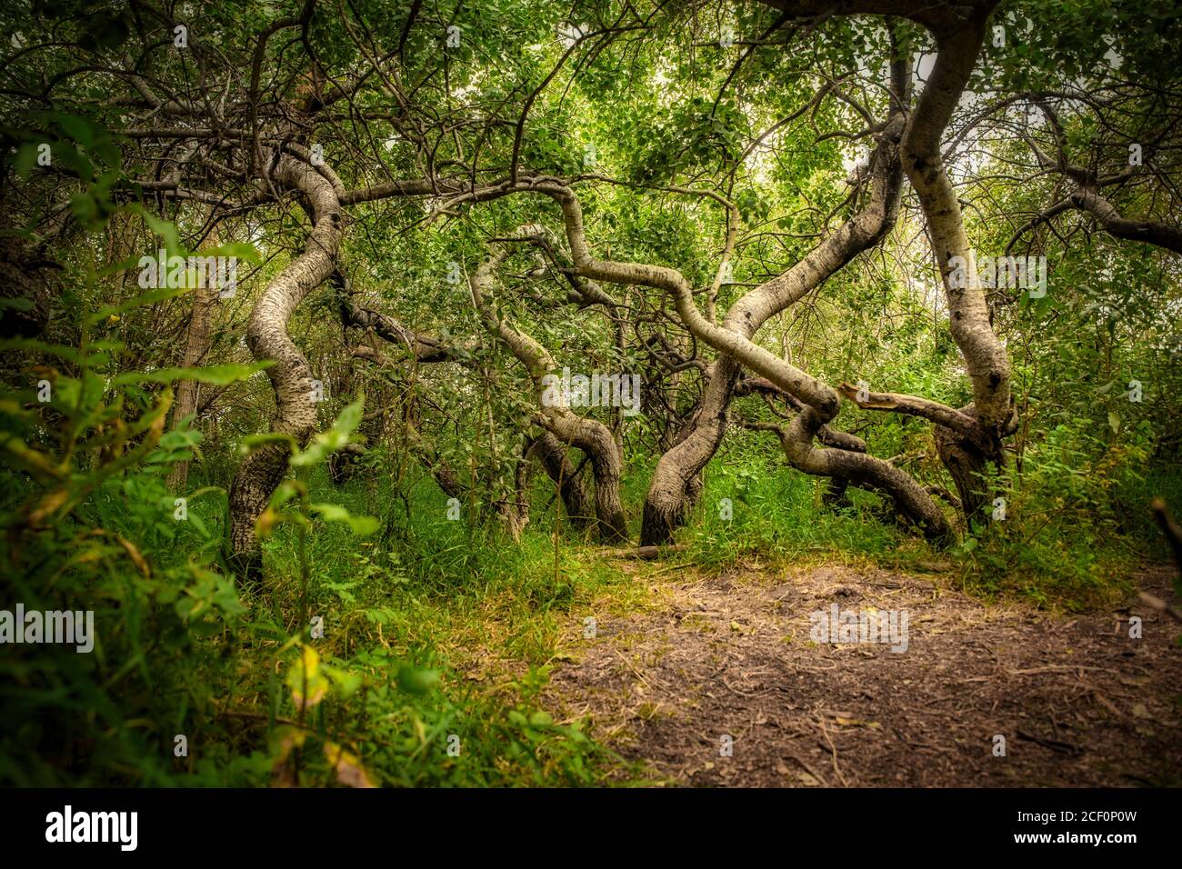 Bending and twisting trees at the Crooked Trees tourism site in a sunny ...
