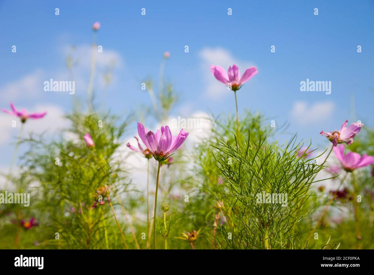 Beautiful spring Cosmos flower background., Cosmos flower Stock Photo ...