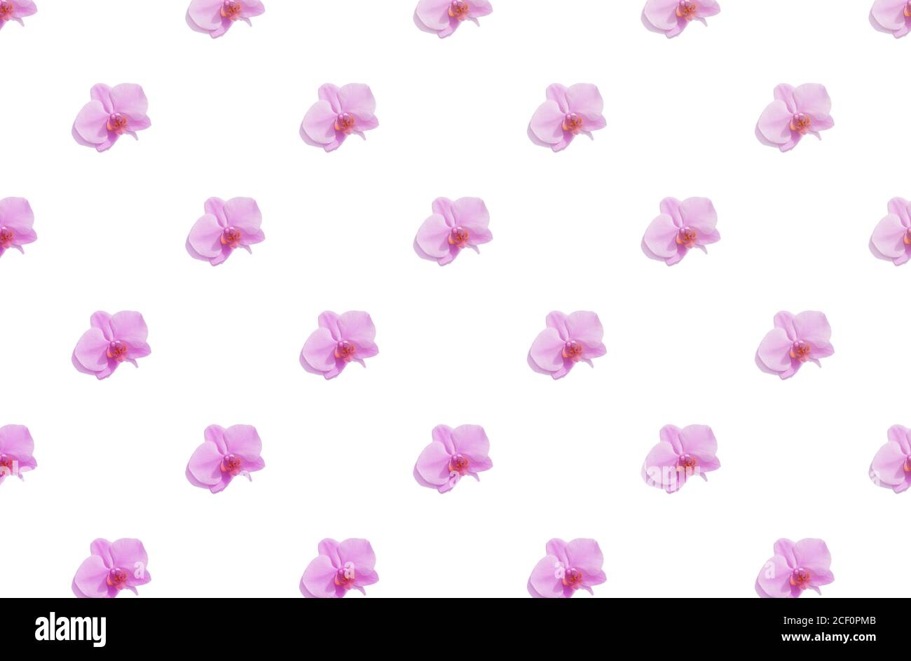 pink orchid pattern on white background with shadows. flower minimal ...