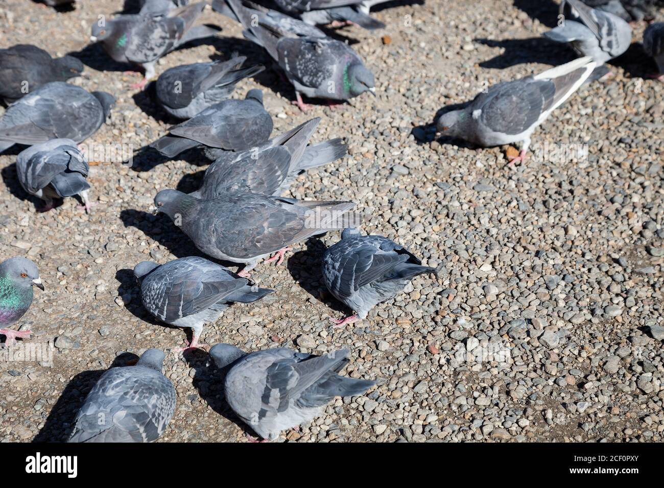 flock of Pigeons among the cityscape Stock Photo - Alamy