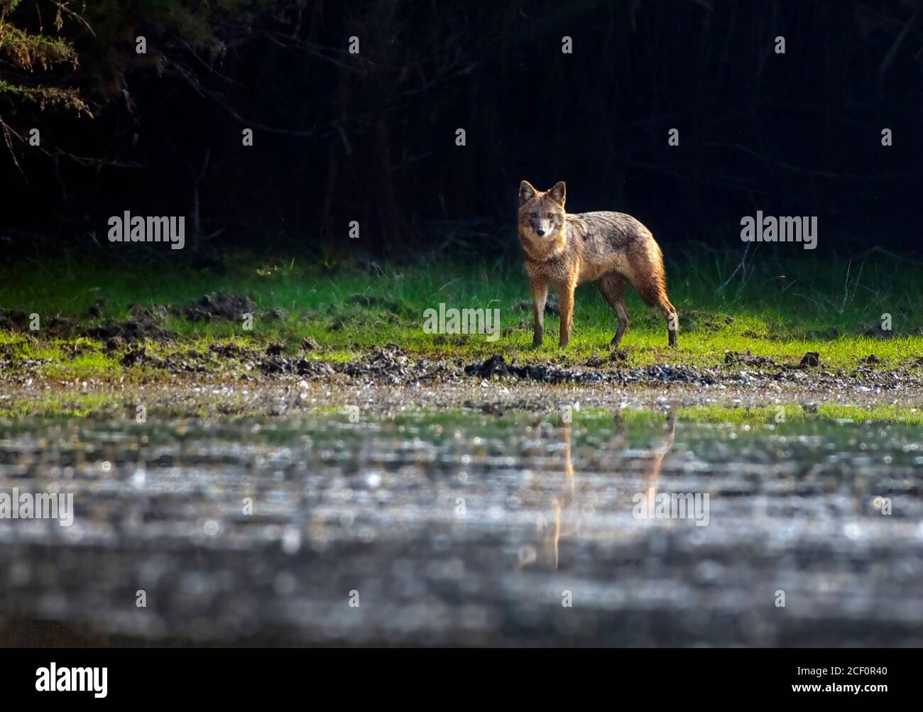 wildlife animals in Pakistan Stock Photo - Alamy