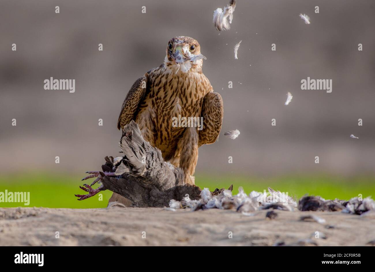 black shouldered kite, shikra, falcon, eagle, osprey , kestrel and ...
