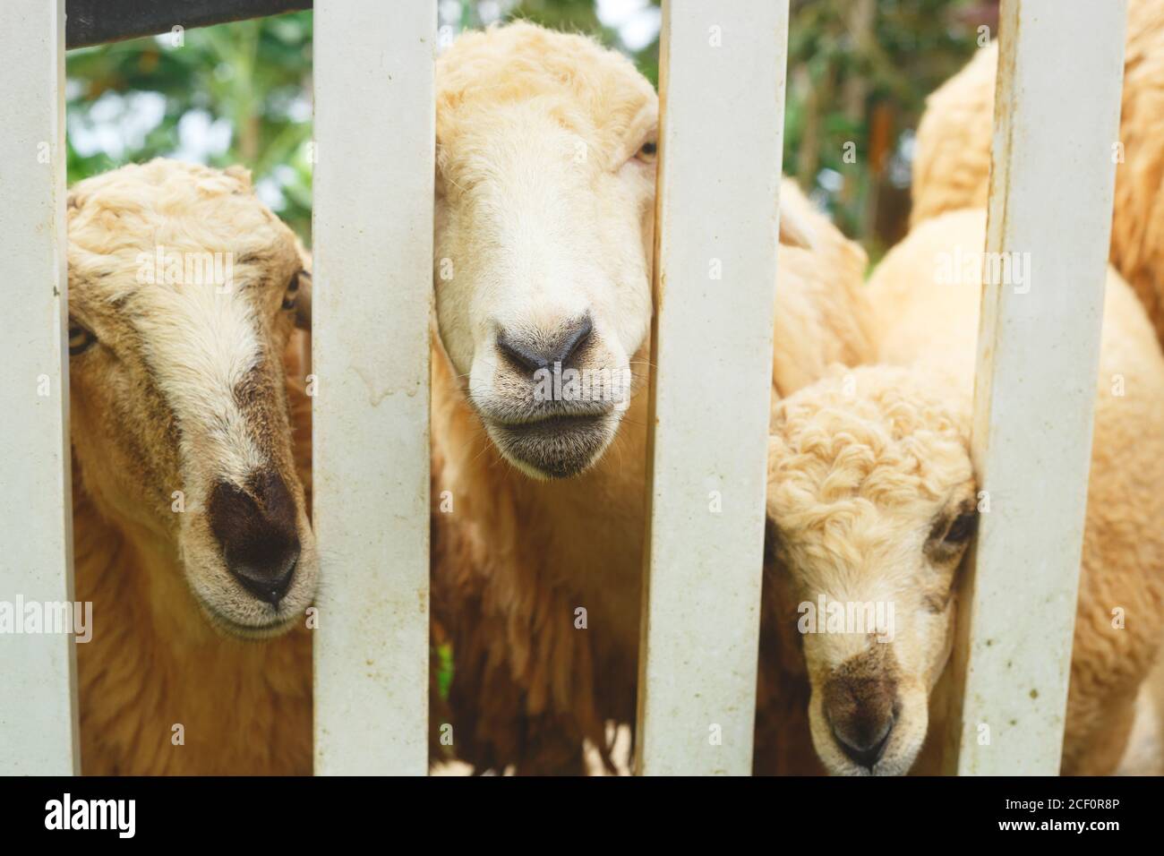 Merino well hi-res stock photography and images - Alamy