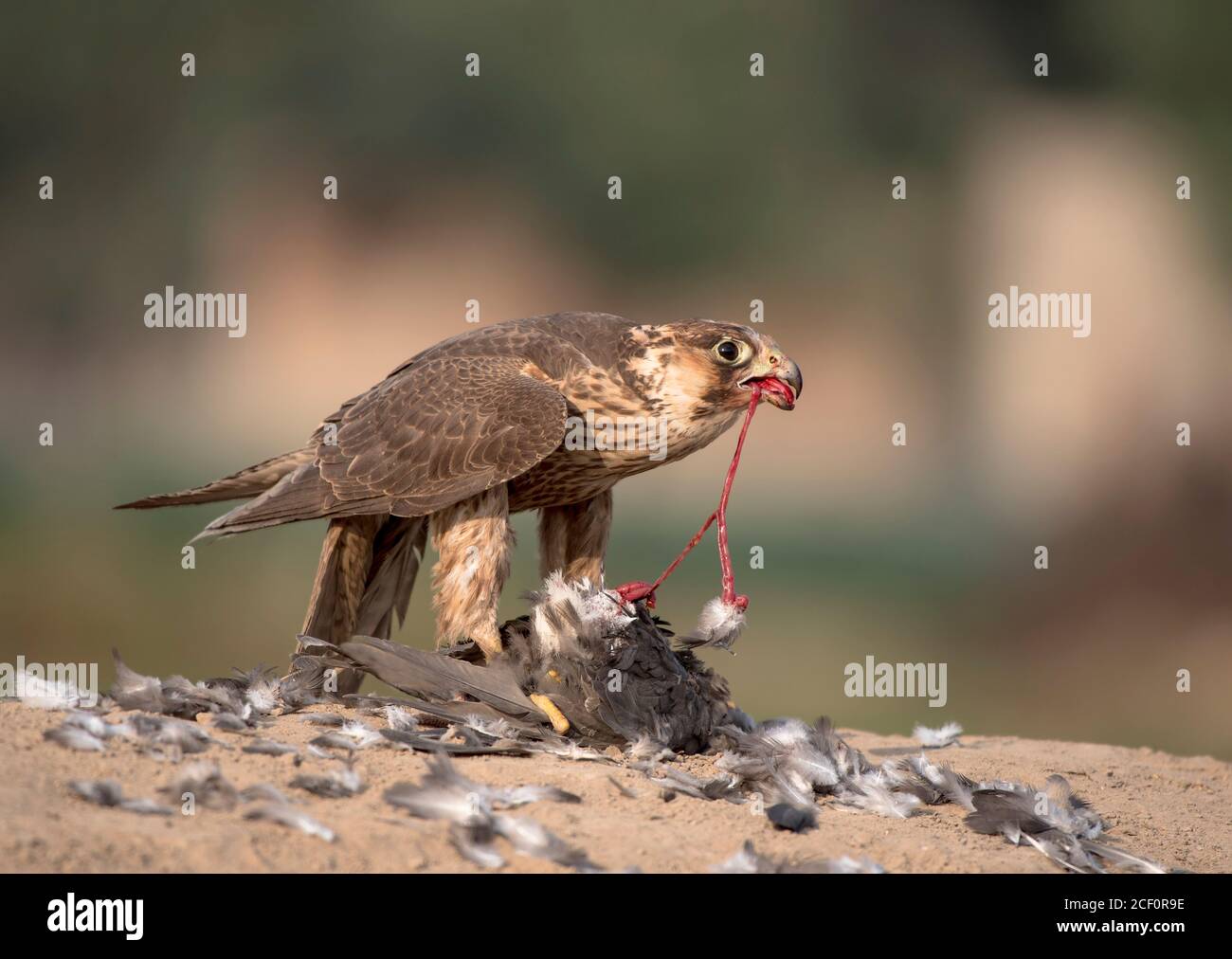 black shouldered kite, shikra, falcon, eagle, osprey , kestrel and ...