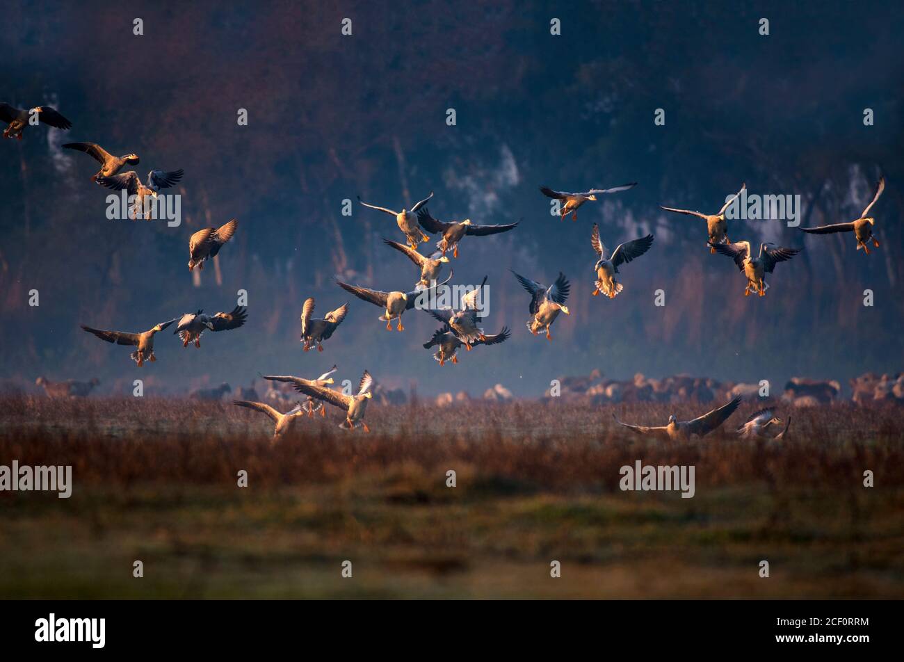 Grey legged goose hi-res stock photography and images - Alamy
