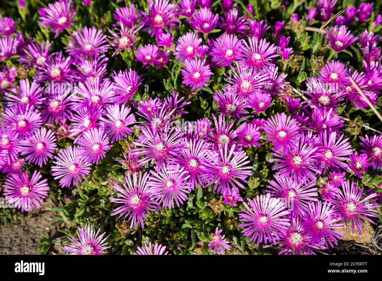 Pink common Purslane flower blooming in garden.,Japan Stock Photo - Alamy