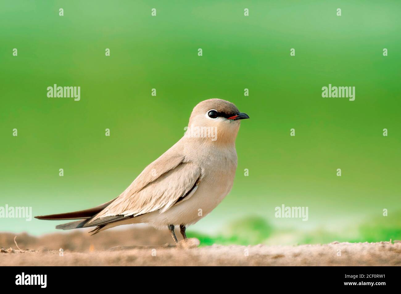 wildlife and birds of Pakistan Stock Photo - Alamy