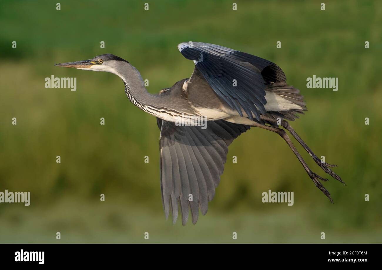 wildlife and birds of Pakistan Stock Photo - Alamy