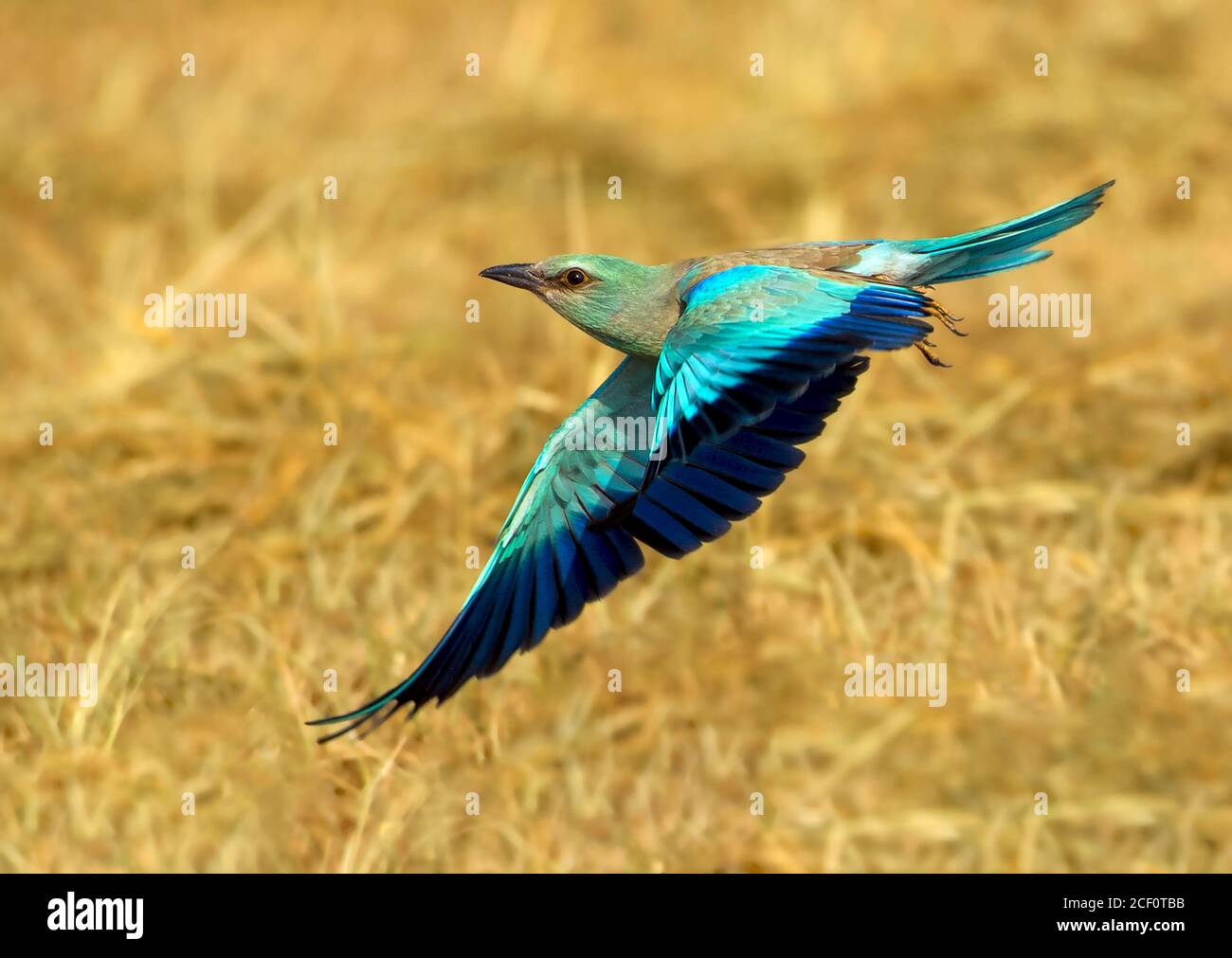 wildlife and birds of Pakistan Stock Photo - Alamy
