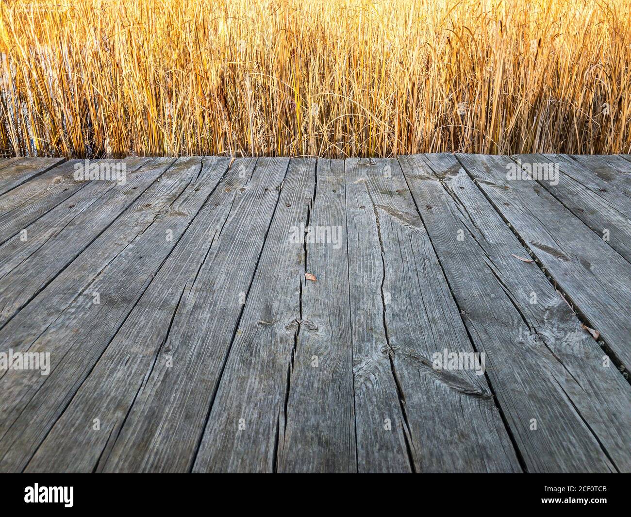 wooden pedestrian pathway through reeds in a sunny autumn day Stock ...