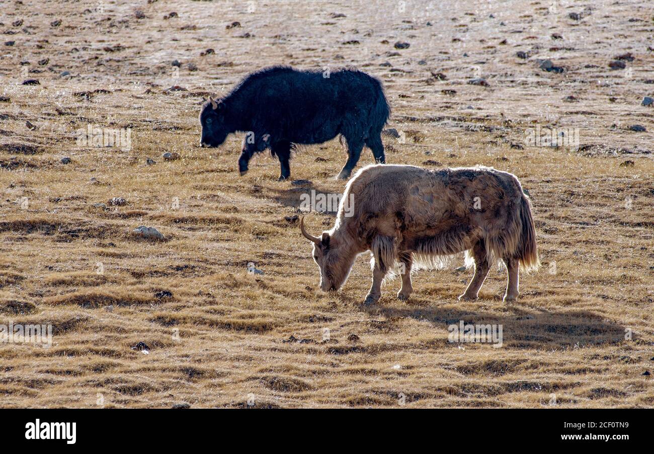 wildlife animals in Pakistan Stock Photo - Alamy
