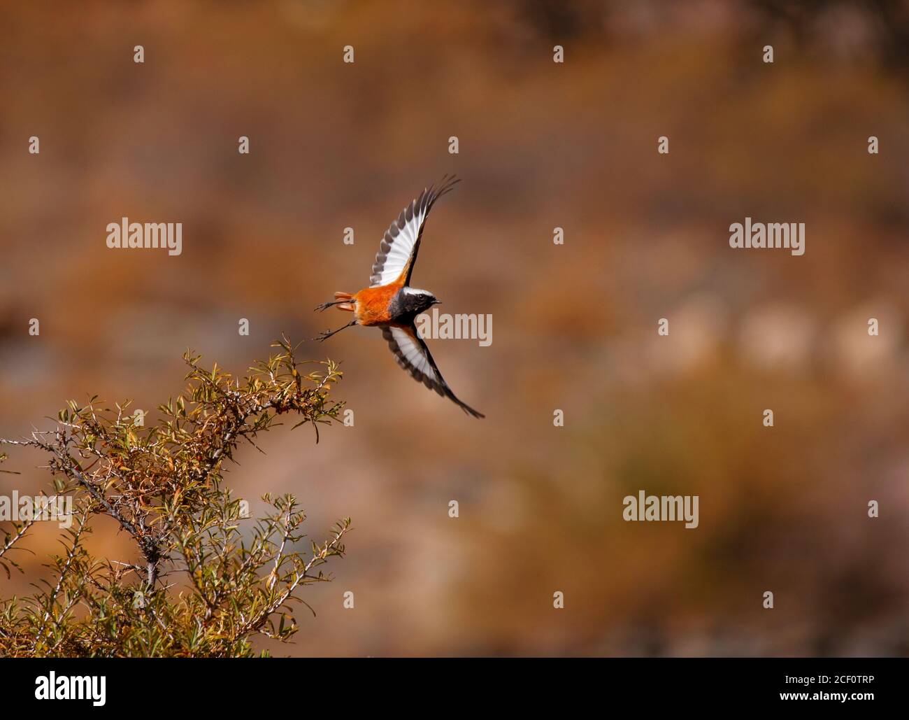 wildlife and birds of Pakistan Stock Photo - Alamy