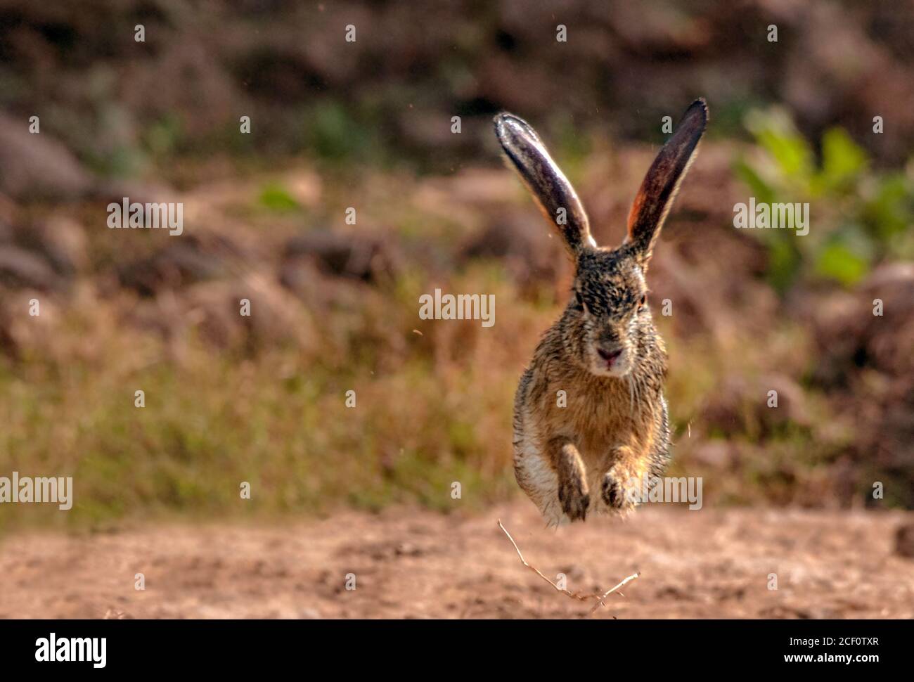 wildlife animals in Pakistan Stock Photo - Alamy