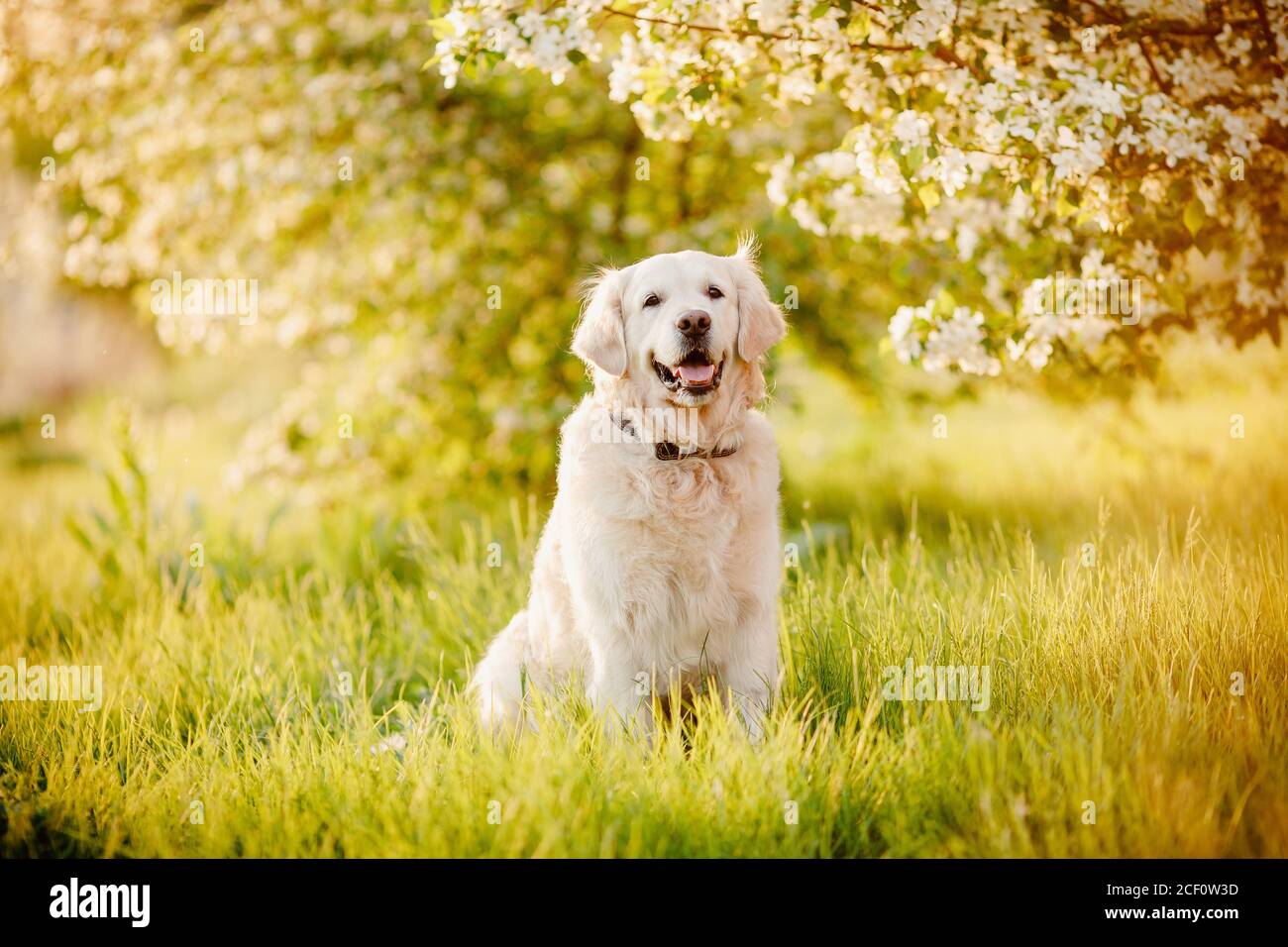 Active, smile and happy purebred labrador retriever dog outdoors in ...
