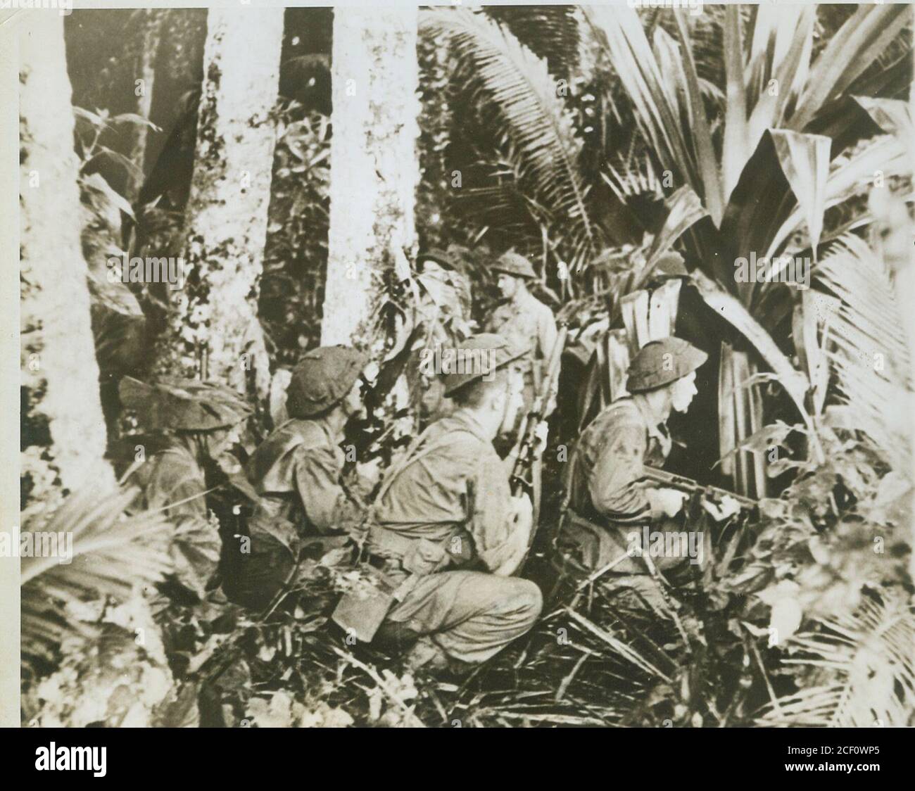 Jungle fighting hi-res stock photography and images - Alamy