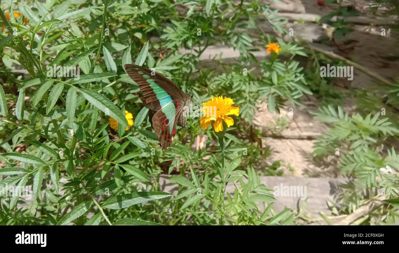 A Beautiful Butterfly looking for honey on the orange tagetes patula ...