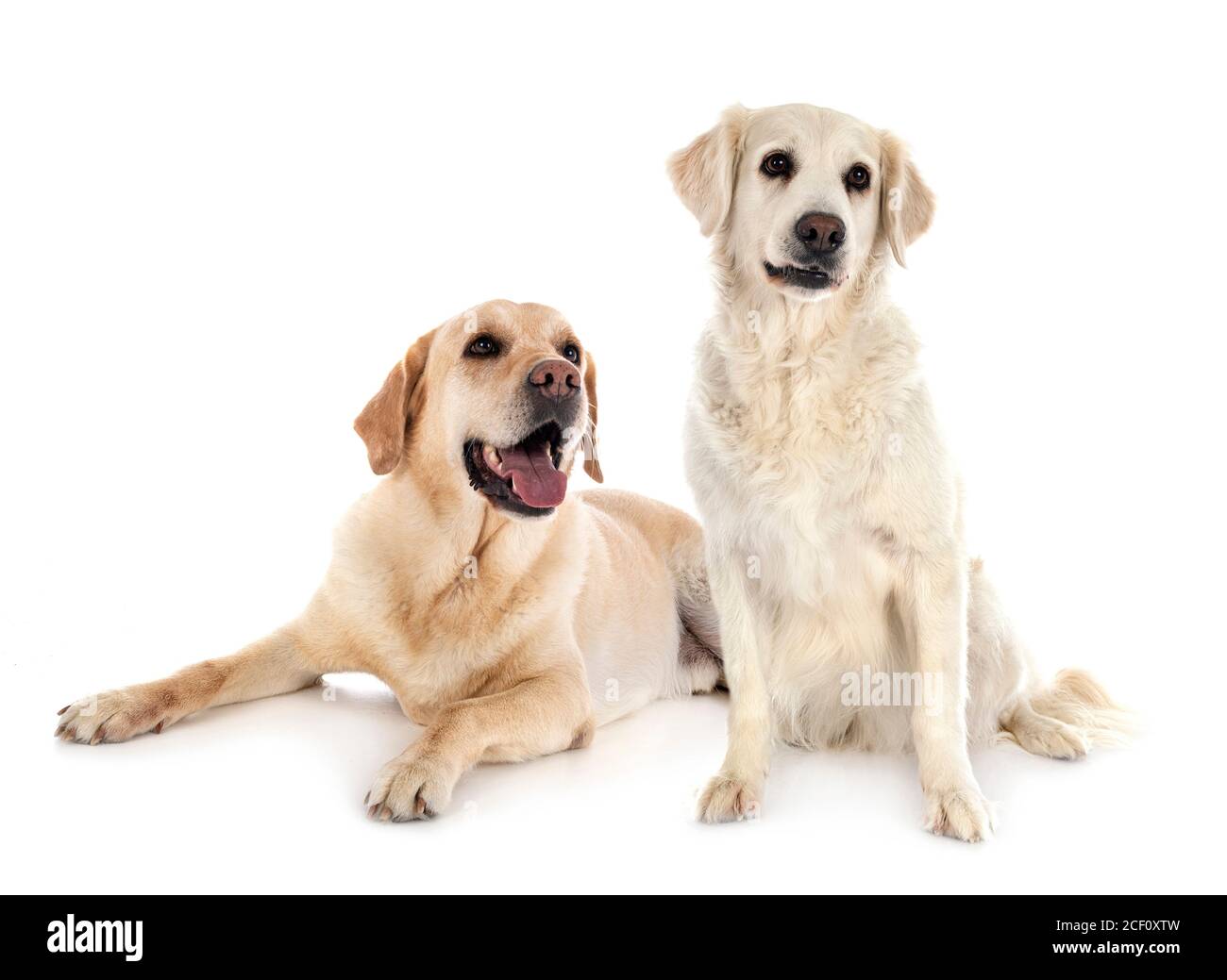 labrador retriever and golden retriever in front of white background ...