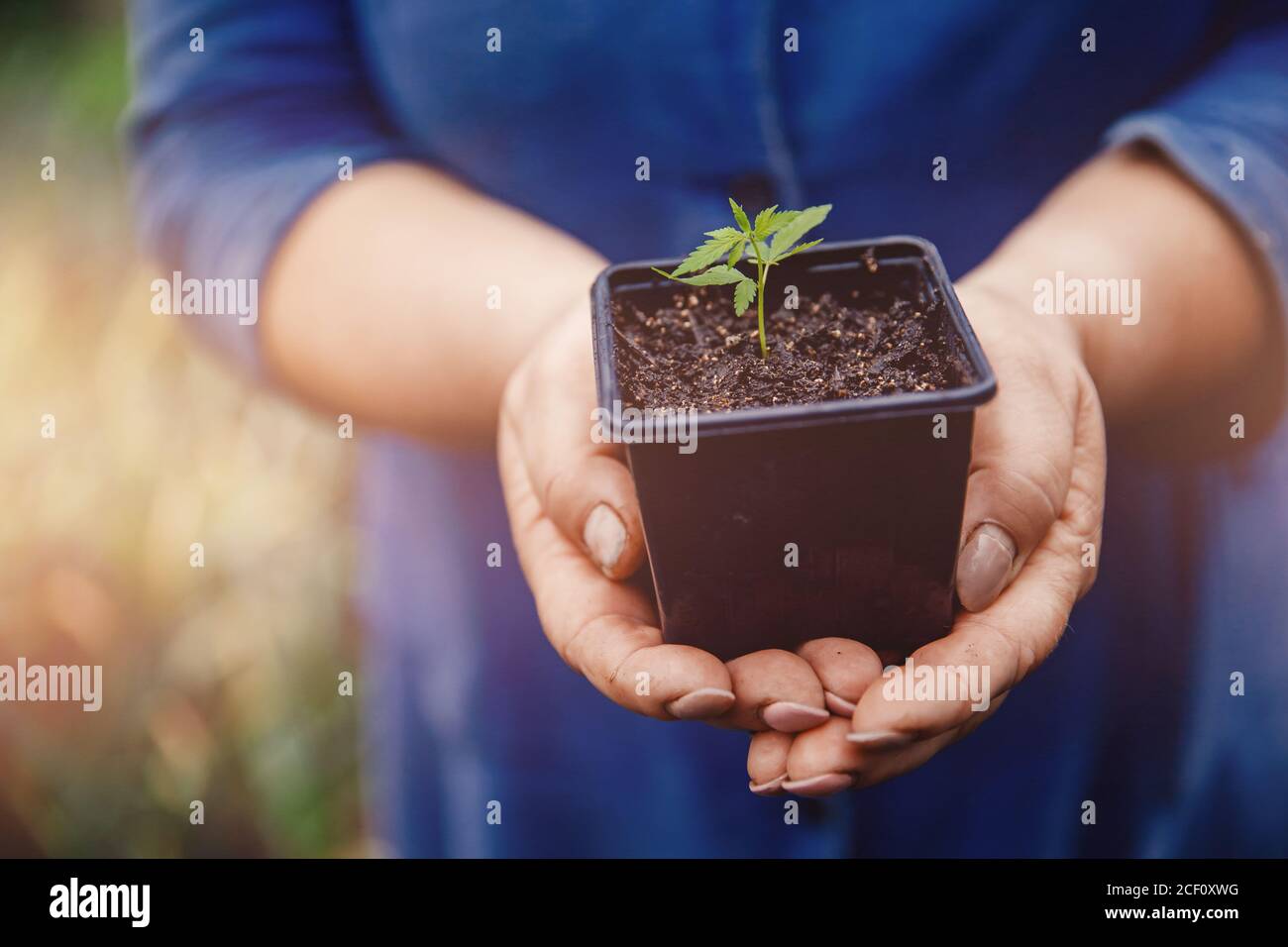 Farmer planted cannabis sprout in soil, agricultural crops marijuana ...