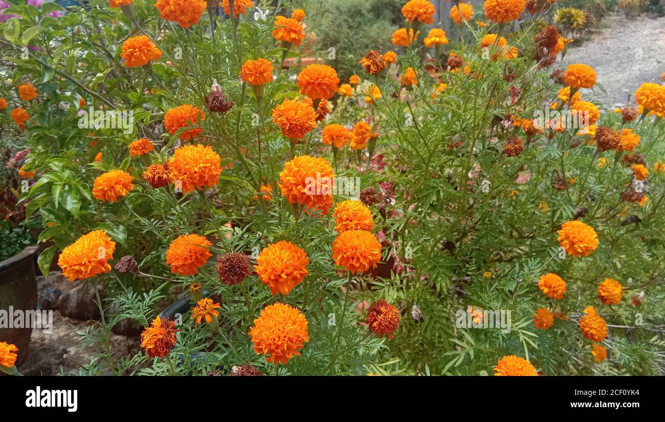 Marigold flowers india hi-res stock photography and images - Alamy