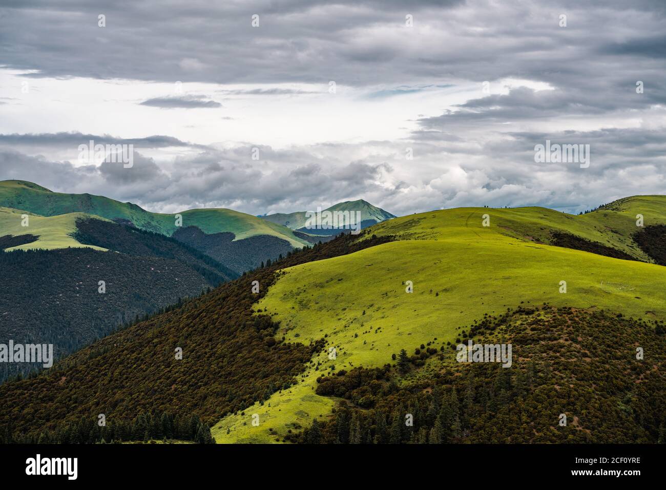 The summer view of the green mountain meadow in Tibet, China Stock ...