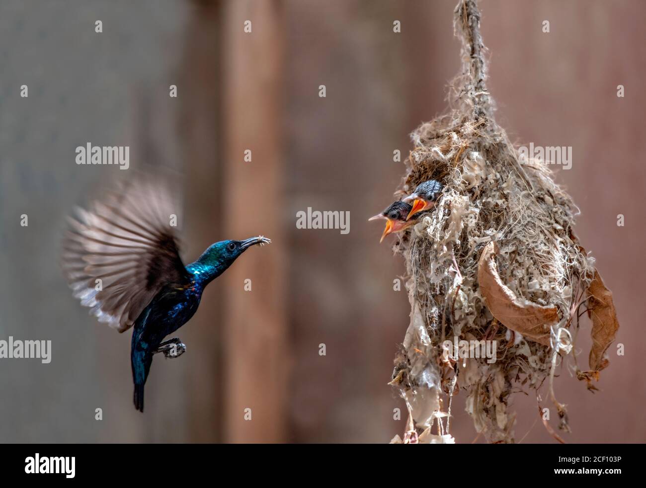 sun bird feeding in nest Stock Photo - Alamy