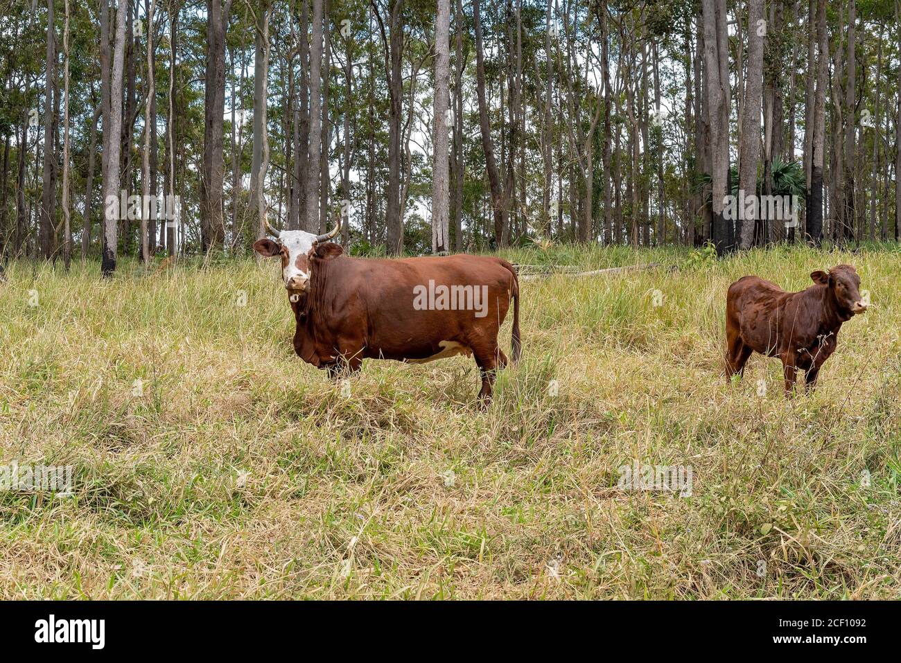 Dairy cows farmed for milk production, in their grazing environment in ...
