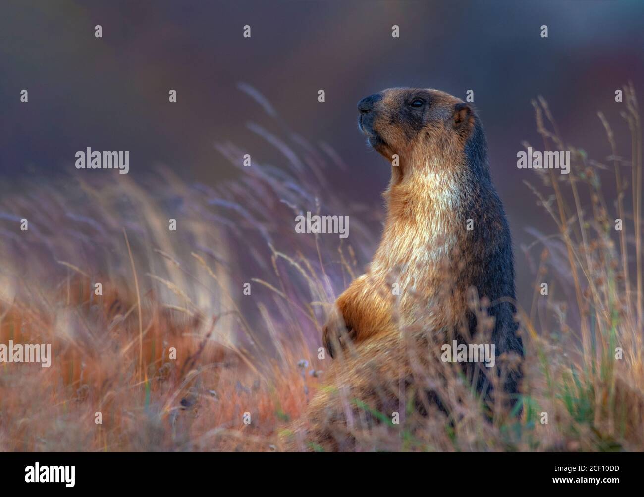 wildlife animals in Pakistan Stock Photo - Alamy