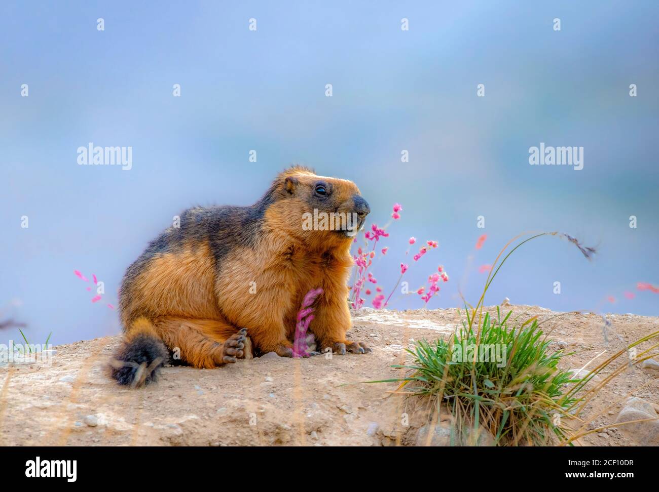 wildlife animals in Pakistan Stock Photo - Alamy