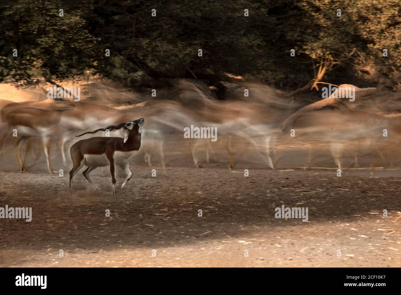 wildlife animals in Pakistan Stock Photo - Alamy