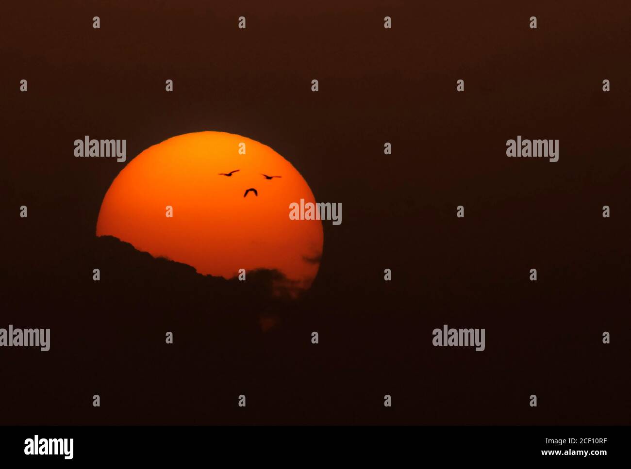 birds in the sun smile and sad Stock Photo - Alamy