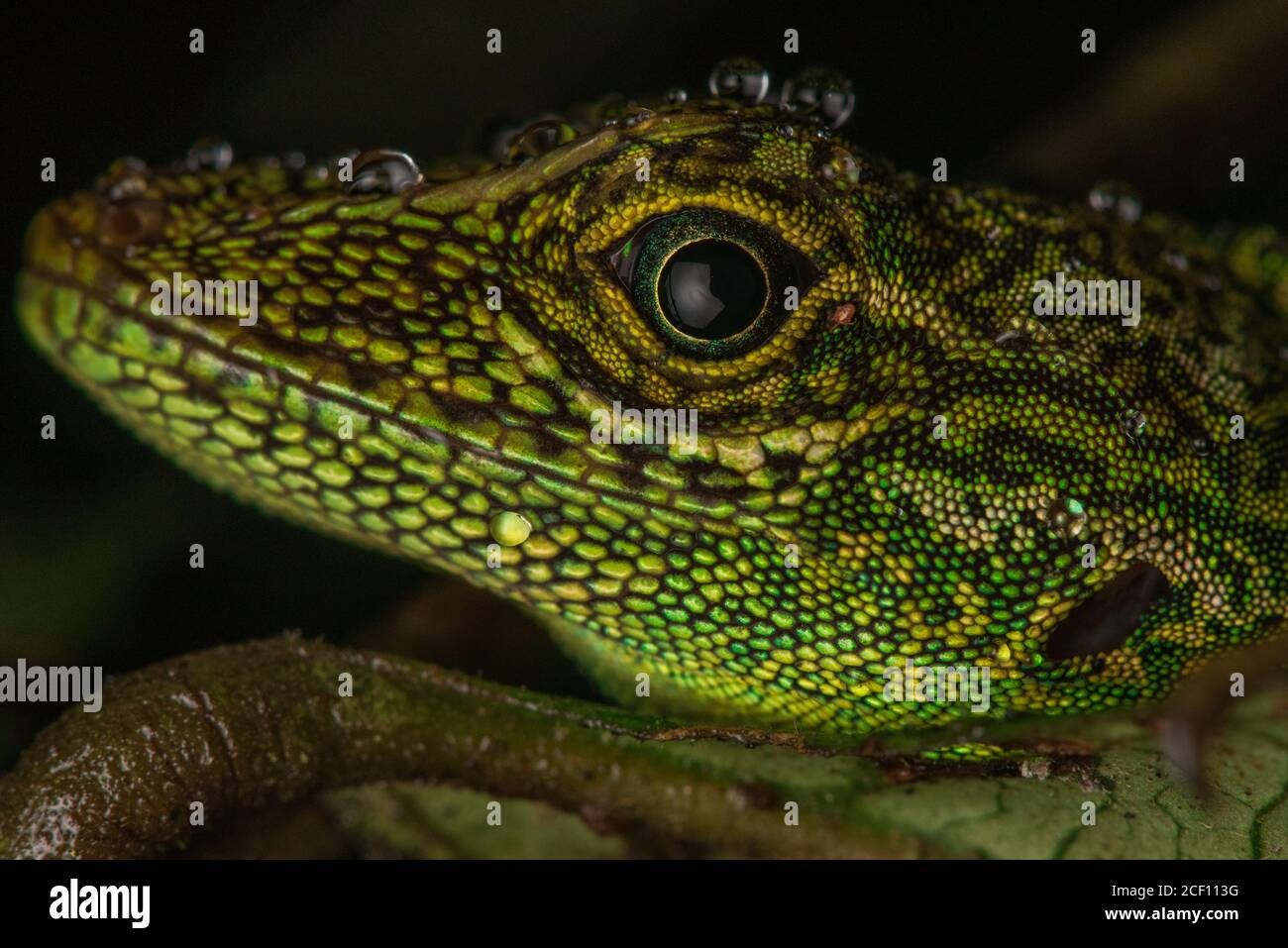 The face of a equatorial anole (Anolis aequatorialis) a species of ...