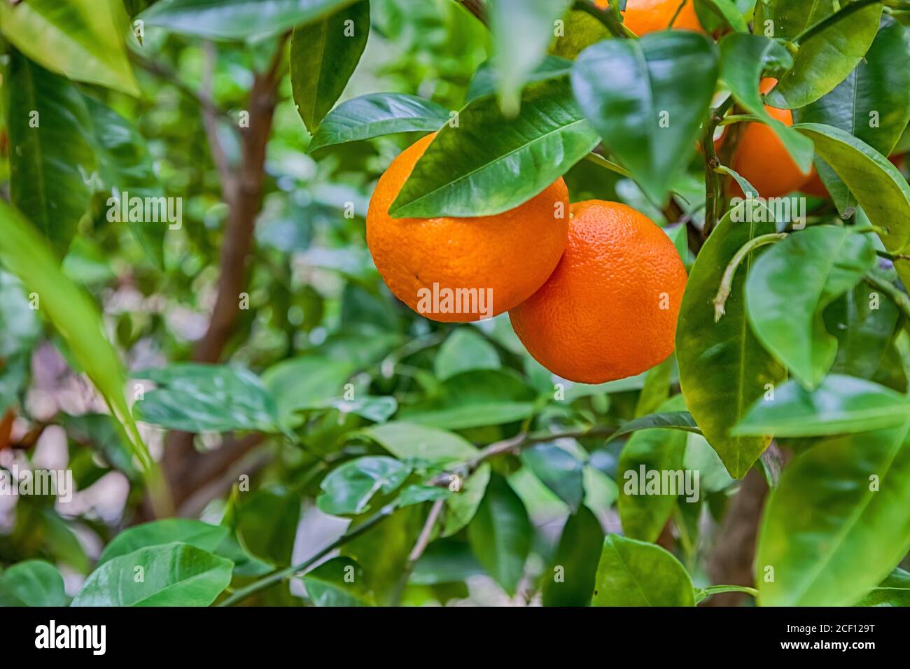 orange tree fruits green leaves in Japan Stock Photo - Alamy