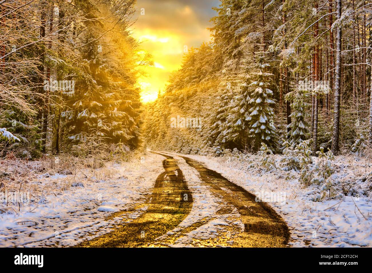 Logging road hi-res stock photography and images - Alamy