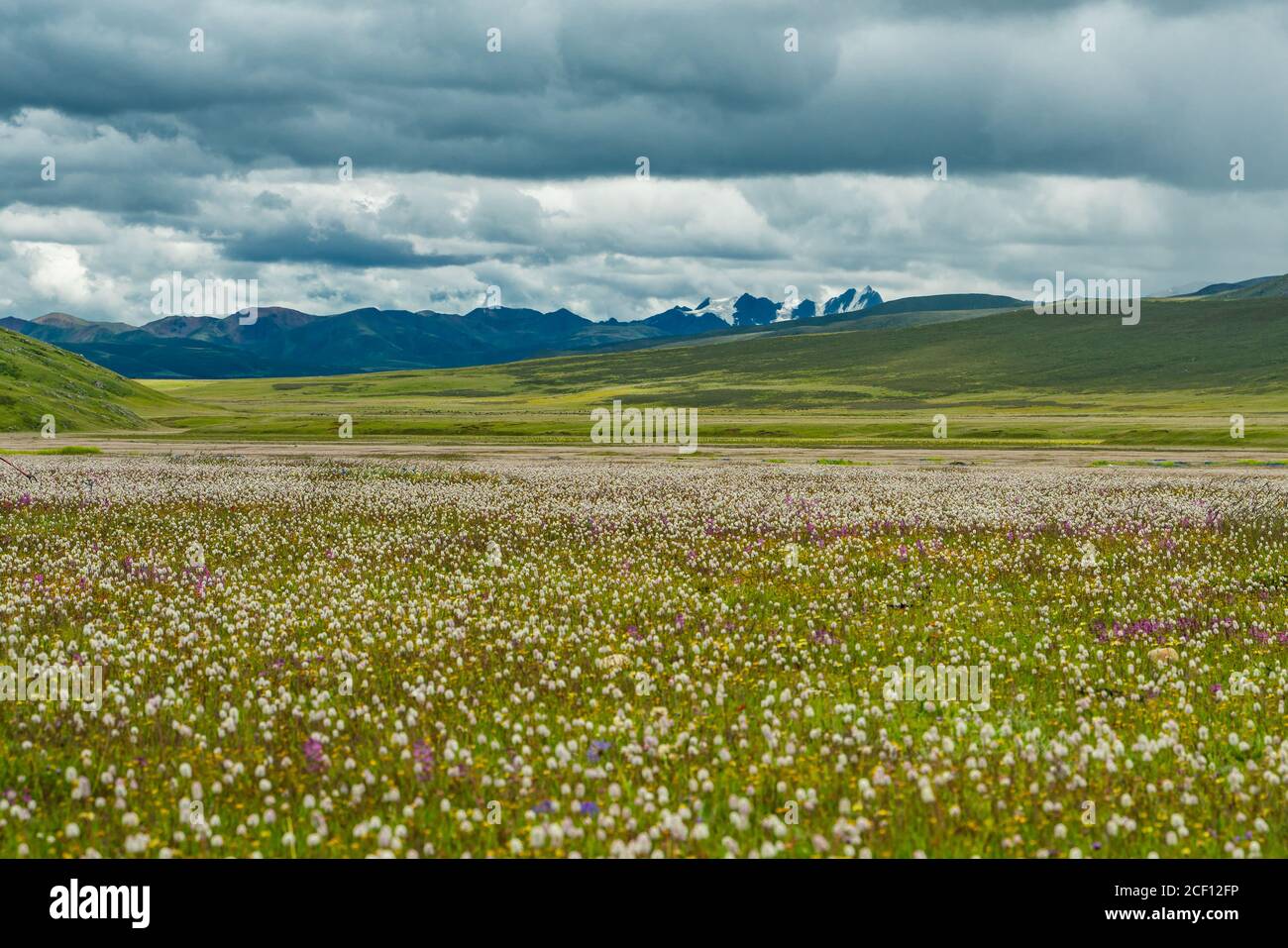 Wild flowers tibetan plateau tibet hi-res stock photography and images ...