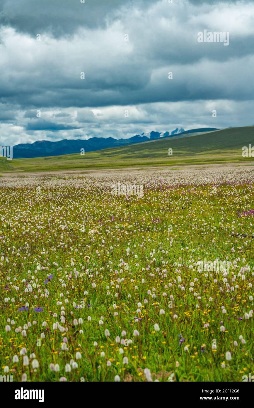A big crowd of wild flowers blooming in the grassland, in Sichuan ...
