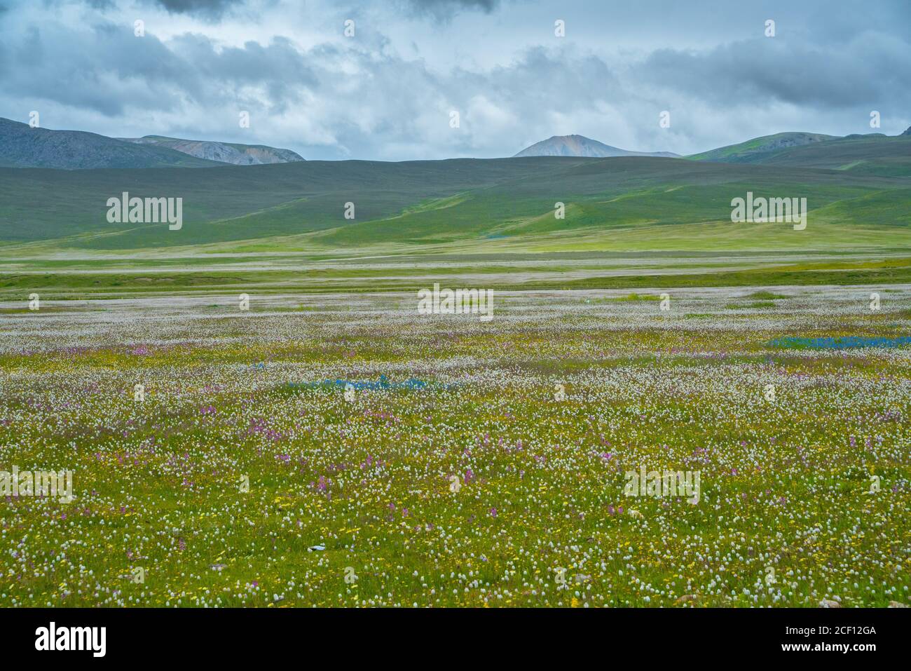 Wild flowers tibetan plateau tibet hi-res stock photography and images ...